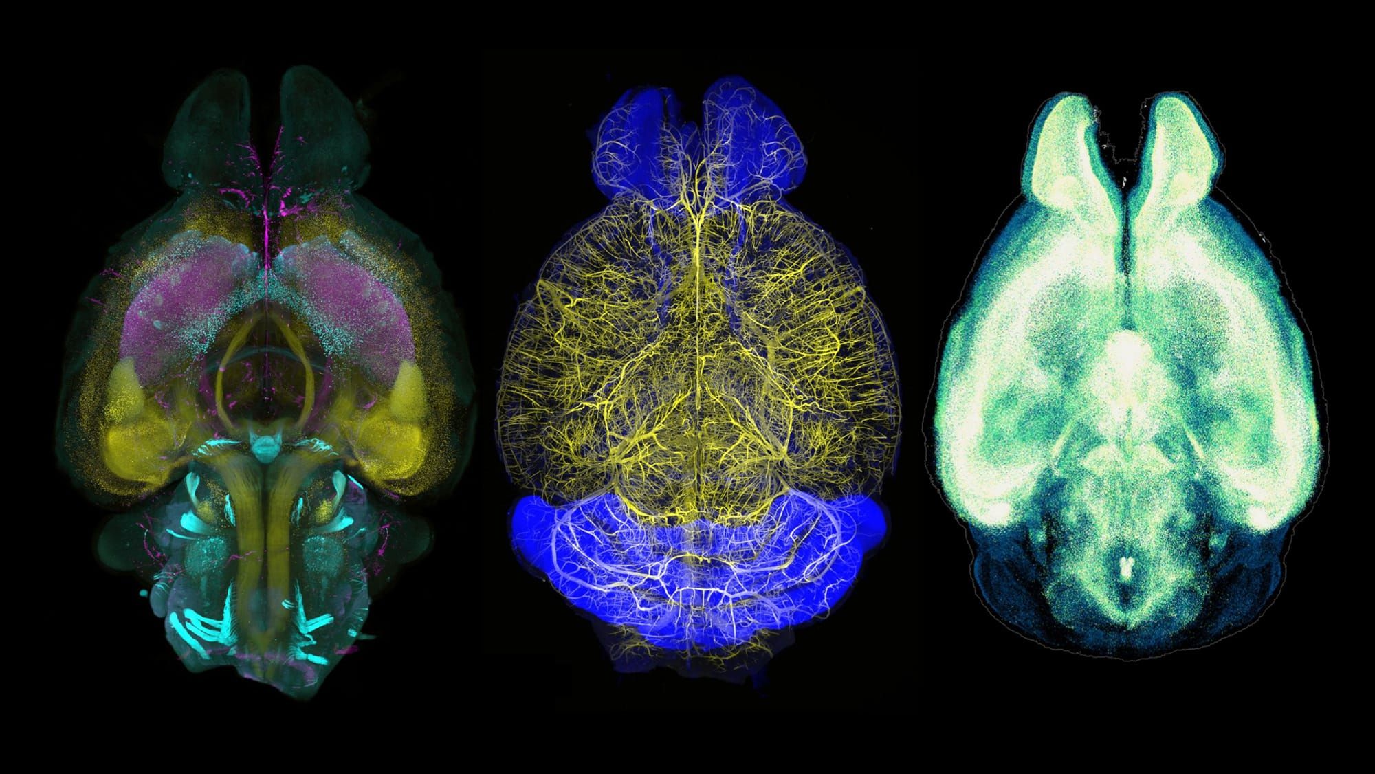 CUBICStars｜The World Best Digital Bio-Tech